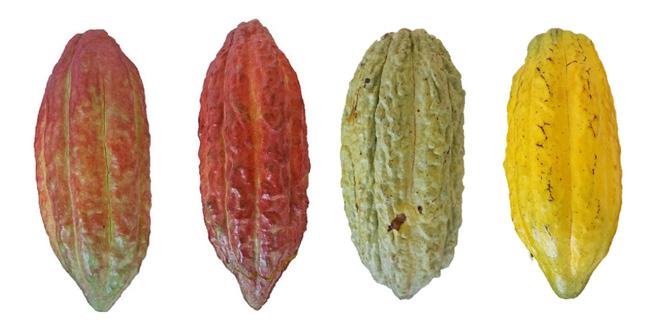 APLICACIÓN DE BUENAS PRÁCTICAS EN LA COSECHA DE CACAO. - Poscosecha Cacao